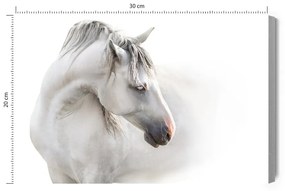 Obraz Bílý Kůň V Mlze Nedostatek Nedostatek Plátno Canvas 90x60