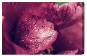 Obraz Pivoňka Růže S Rosou Nedostatek Nedostatek Přírodní plátno 100x70