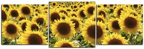 Obraz na plátně - Slunečnice - panoráma 5146D (120x40 cm)