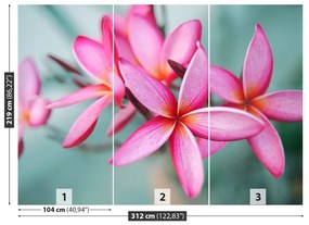 Fototapeta Pink Plumeria 104x70