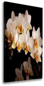 Wallmuralia Vertikální Vertikální Foto obraz na plátně do obýváku Orchidej 50x100