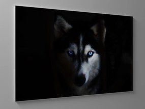 Liox Obraz pes husky Rozměr: 120 x 80 cm