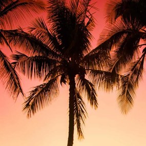 Ozdobný paraván Palm Beach Sun - 145x170 cm, čtyřdílný, obustranný paraván 360°
