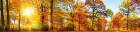 DIMEX | Fototapeta do kuchyně Barevný podzimní les KI-260-188 | 260 x 60 cm | hnědá, žlutá, oranžová