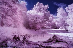 DIMEX | Vliesová fototapeta Infračervený les MS-5-1739 | 375 x 250 cm| modrá, fialová, růžová