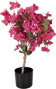 Stromek s růžovými květy Bougainvillea Tree - 30*30*90 cm