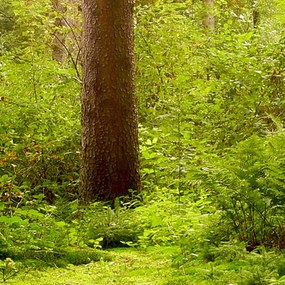 Malvis Tapeta Lesní krajina Vel. (šířka x výška): 144 x 105 cm