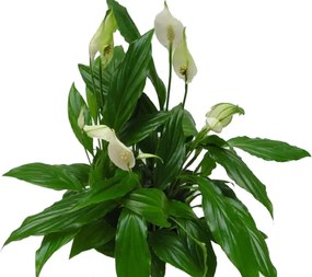 Spathiphyllum, průměr 17 cm