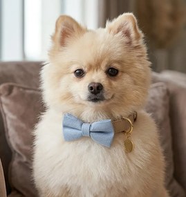 Pet Amour Motýlek na obojek pro psy světle modrý Velikost: M
