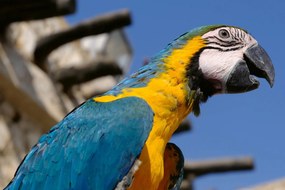 DIMEX | Vliesová fototapeta Papoušek Macaw MS-5-0404 | 375 x 250 cm| modrá, žlutá, šedá
