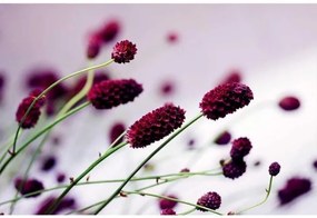 DIMEX | Samolepicí vliesová fototapeta na zeď Fialová květina MA-5-0141 | 375 x 250 cm | zelená, fialová