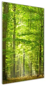 Wallmuralia Vertikální Foto obraz sklo tvrzené Bukový les 50x100