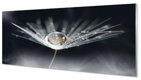 akrylový obraz Drop pampeliška makro 120x60 cm