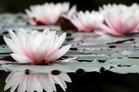 Obraz lotosový květ Varianta: 90x60