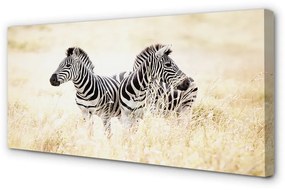 Obrazy na plátně zebra box 125x50 cm