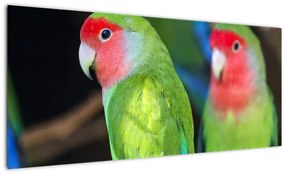 Papoušci - obraz (100x40cm)