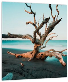 Obraz - Vyplaveno na pláži (30x30 cm)