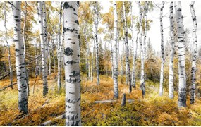 Komar Vliesová fototapeta Colorful Aspenwoods 450 x 280 cm