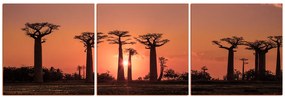 Obraz na plátně - Baobaby při západu slunce - panoráma... 505FB (150x50 cm)