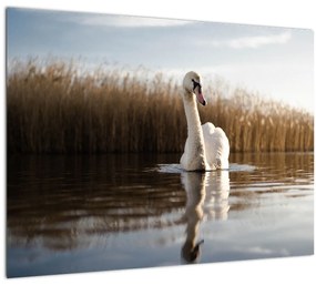 Skleněný obraz labutě (70x50 cm)