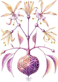 Filip Šenkeřík | Encyclia Rám: Bílý, Velikost: 100 x 70 cm