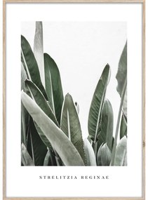 Plakát v rámu 50x70 cm Strelitzia – Styler