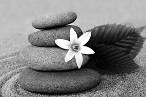 Obraz květ a kameny v písku v černobílém provedení