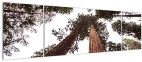 Obraz - Pohled skrz koruny stromů (170x50 cm)