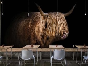 Malvis ® Tapeta Highland Cattle Vel. (šířka x výška): 360 x 260 cm