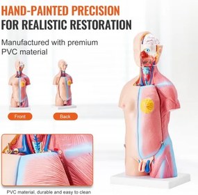 Model lidského těla, 23 částí, 45,7 cm