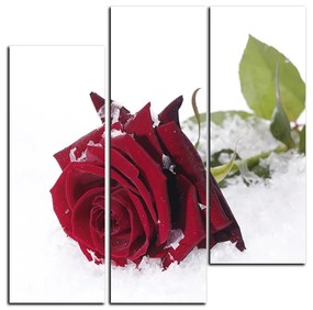 Obraz na plátně -  Růže na sněhu - čtverec 3103B (75x75 cm)
