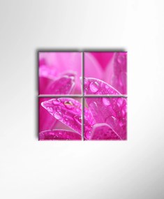 Malvis ® Obraz Květ s ranní rosou ROZMĚR (šířka x výška): čtyřdílný čtverec 80x80 cm