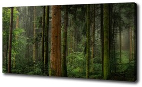 Wallmuralia Foto obraz na plátně Mlha v lese 100x50
