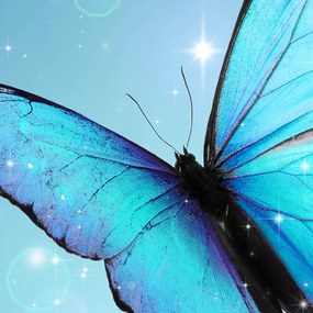 Malvis ® Tapeta Motýli Vel. (šířka x výška): 504 x 310 cm