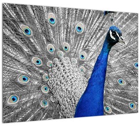 Obraz - modrý páv (70x50 cm)