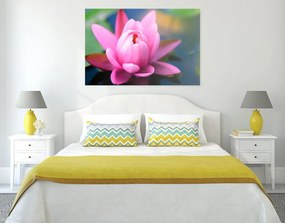 Obraz nádherný růžový květ na jezeře Varianta: 90x60