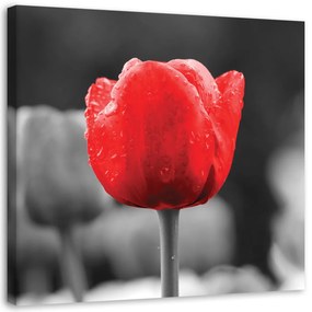 Obraz na plátně Červené tulipány Květiny - 50x50 cm