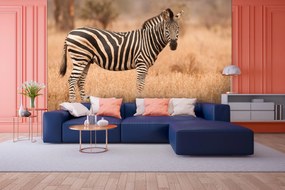 Malvis ® Tapeta Zebra v savaně Vel. (šířka x výška): 504 x 310 cm