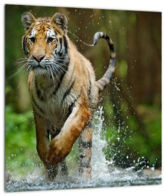 Obraz běžícího tygra (30x30 cm)