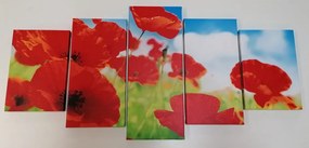 5-dílný obraz květy máku na louce Varianta: 200x100