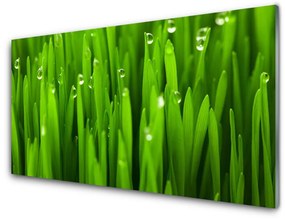 akrylový obraz Tráva Příroda Rostlina 140x70 cm
