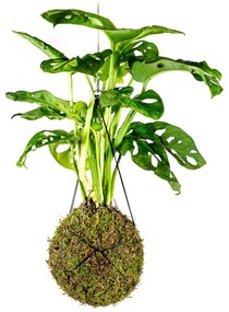 Gardners Kokedama Monstera adansonii Monkey Mask (L)