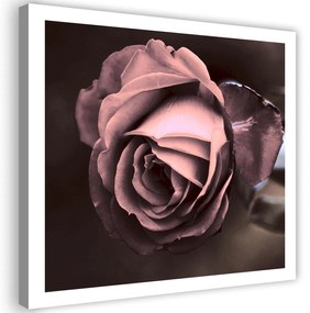 Gario Obraz na plátně Krásná růže Rozměry: 30 x 30 cm