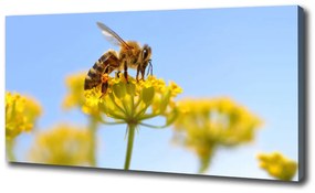 Wallmuralia Foto obraz na plátně Včela na květině 100x50