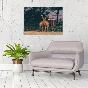 Skleněný obraz dvou žiraf (70x50 cm)