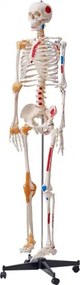 Model lidské kostry pro anatomii, 182 cm životní velikost