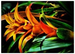 Obraz oranžové kytice (70x50 cm)