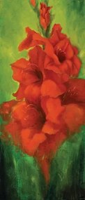 Červená gladiola - 10 x 35 cm
