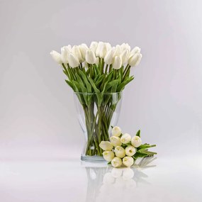 Rozkošný tulipán IVONA