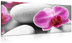 Obraz květiny orchideje na bílých kamenech Varianta: 100x50